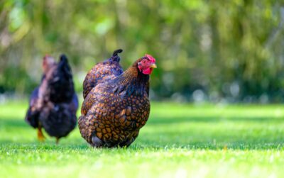 The Circulatory System — Biology of the Chicken, Part 6 - Backyard Poultry